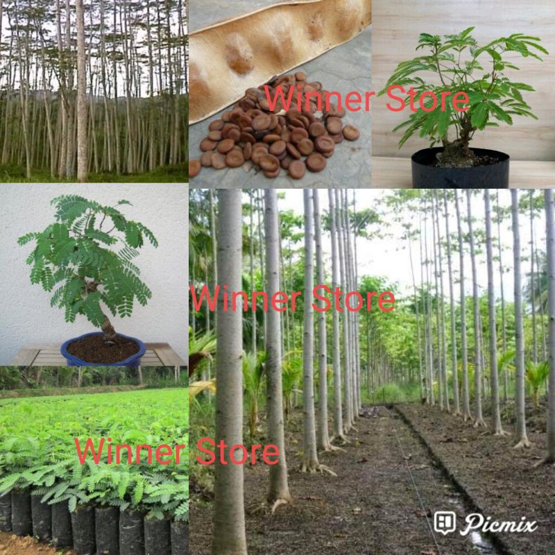 Jual 30 biji albizia chinensis singon sengon jawa merah jeungjing ...