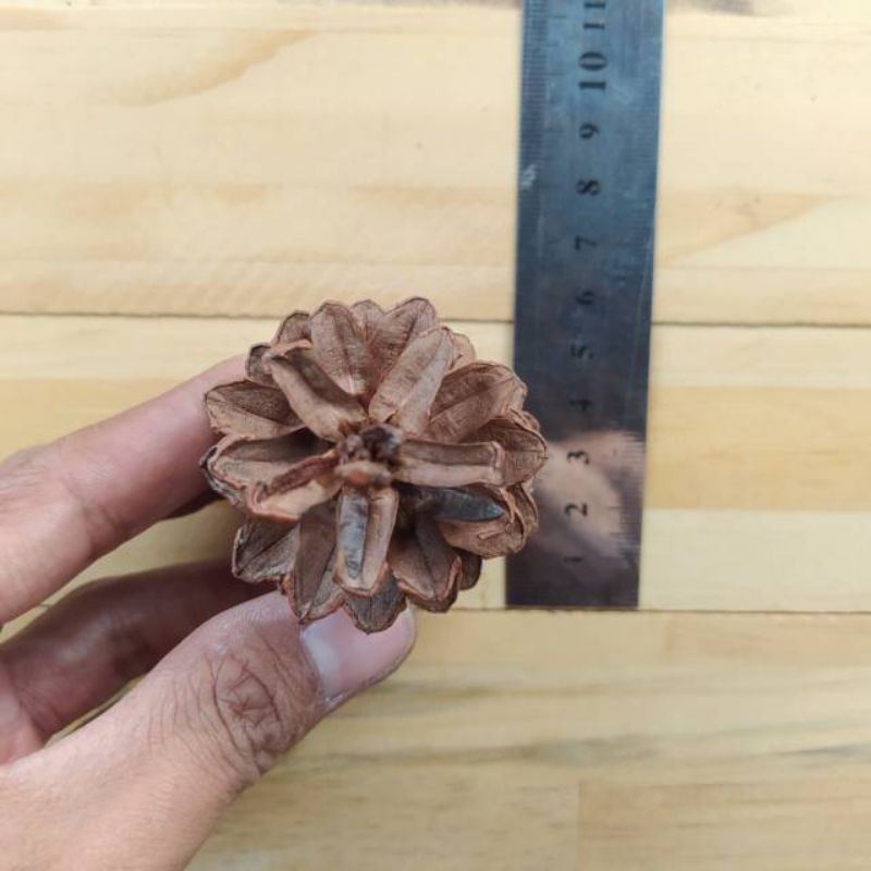 Jual BUNGA PINUS STROBILUS DRIED FLOWERS MAHAR RUSTIC DECOR 8-9CM ...