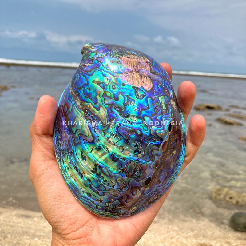 Jual PAUA ABALONE SHELL TP9 HALIOTIS IRIS HALIOTIDAE CANGKANG KERANG ABALON BY KHARISMA KERANG ...