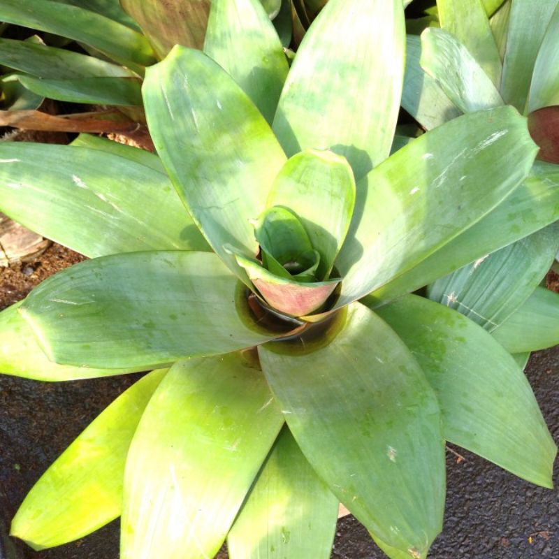 Jual Tanaman hias bromelia giant hijau ukuran sedang | Shopee Indonesia