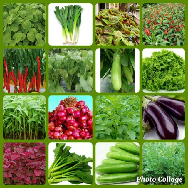 Produk Bakul Sayur Dieng | Shopee Indonesia