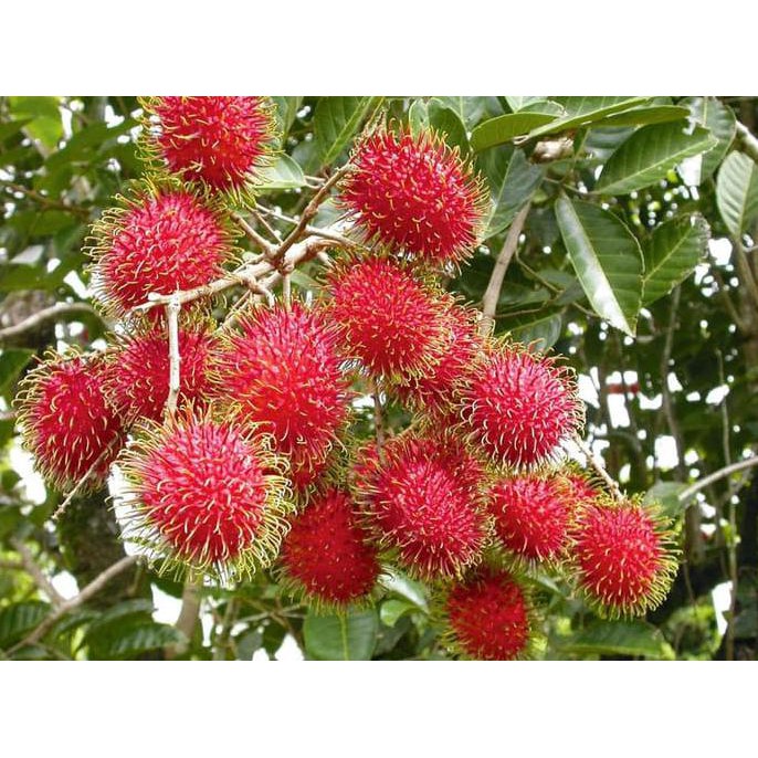 Jual Bibit Tanaman Buah Rambutan Rapiah Murah | Shopee Indonesia Jual Bibit Tanaman Buah Rambutan Rapiah Murah | Shopee Indonesia