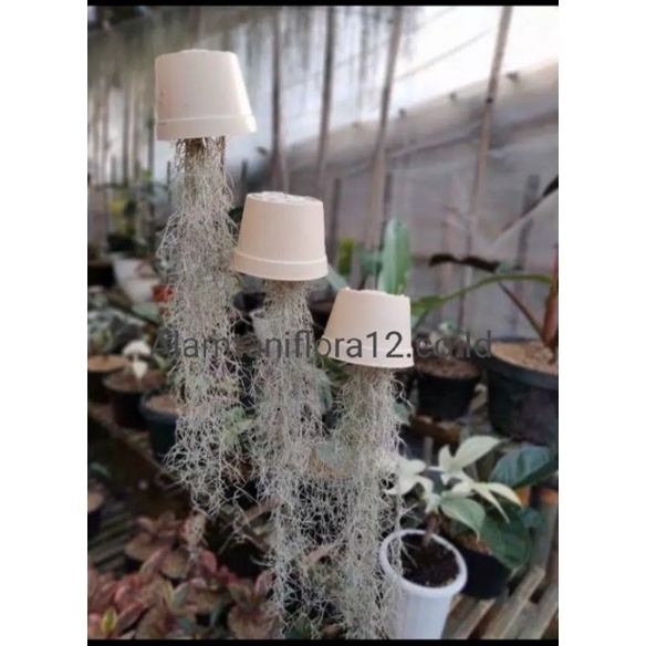 Jual jenggot musa tanaman Harga Terbaik & Termurah September 2022 ...