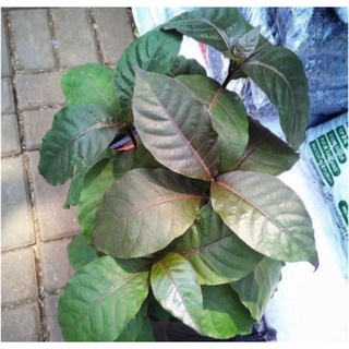 Jual Bibit tanaman herbal daun ungu/Pohon daun handeuleum | Shopee ...