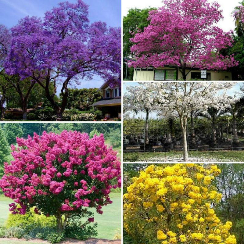Jual Bibit Bunga Tabebuya / Jacaranda / Bungur (WISATA FLORA) | Shopee ...