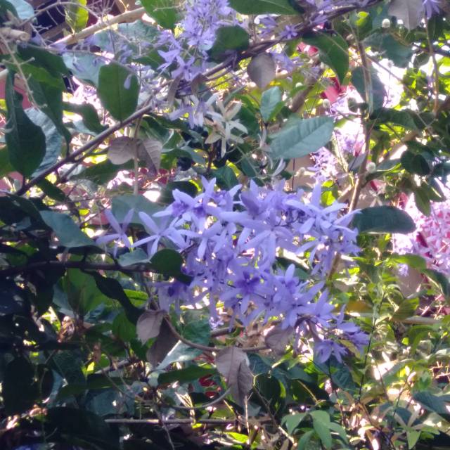 Jual Bunga Petrea Volubilis minim order 2 pohon @ | Shopee Indonesia