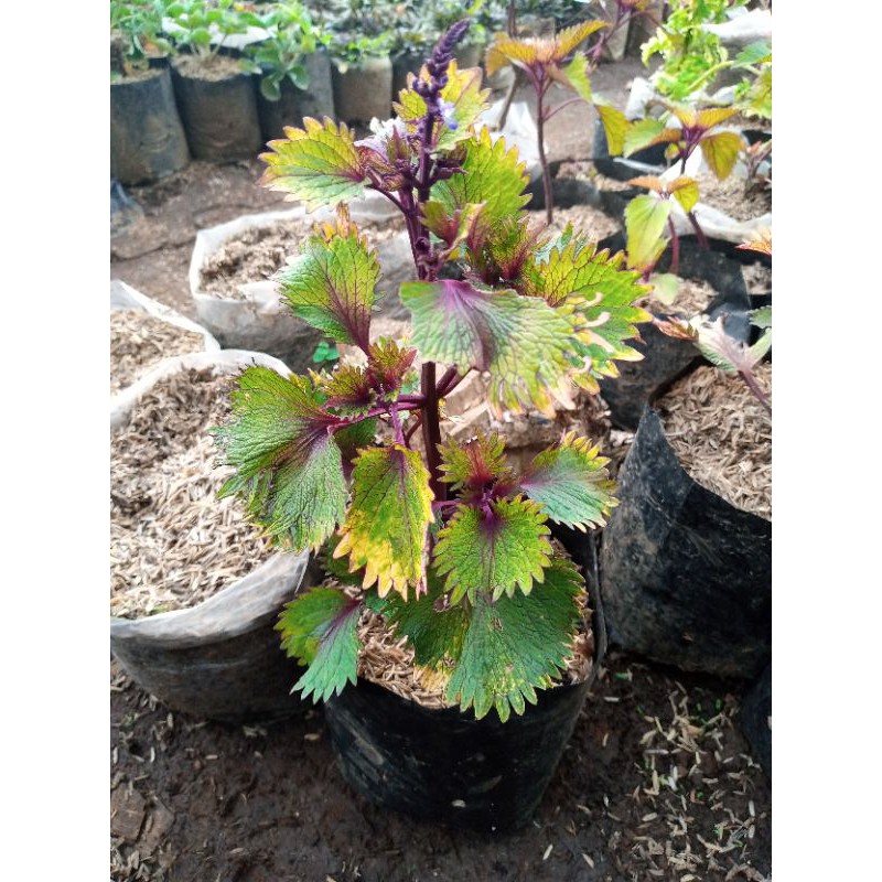 Jual Tanaman miana tricolor | Shopee Indonesia