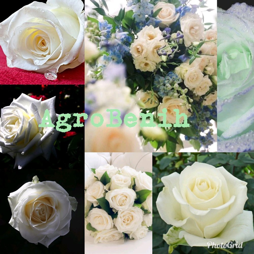 Jual 10 benih biji mawar putih | Shopee Indonesia