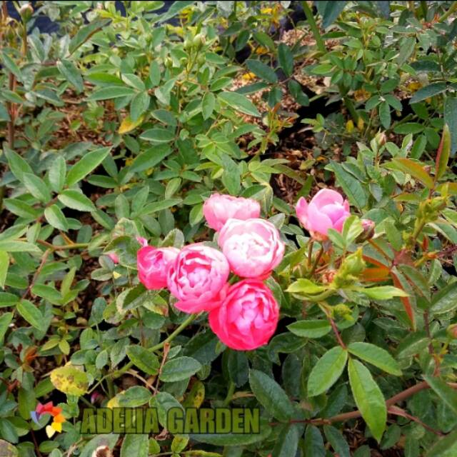 Jual Tanaman mawar rambat pink - pink climbing rose | Shopee Indonesia