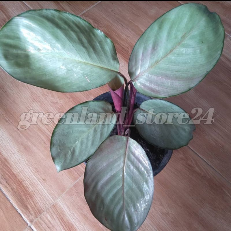 Jual calathea silver plate - hiasan taman - tanaman hias calathea ...
