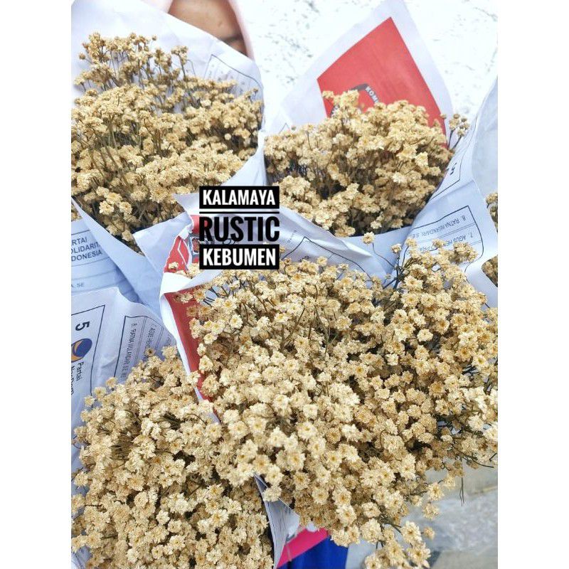 Jual Camelia Dekorasi Rustik Tanaman Daun Kering Sikas Palem Gandum ...