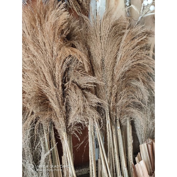 Jual hiasan rumah dried flower (bunga kering)alang alang | Shopee Indonesia