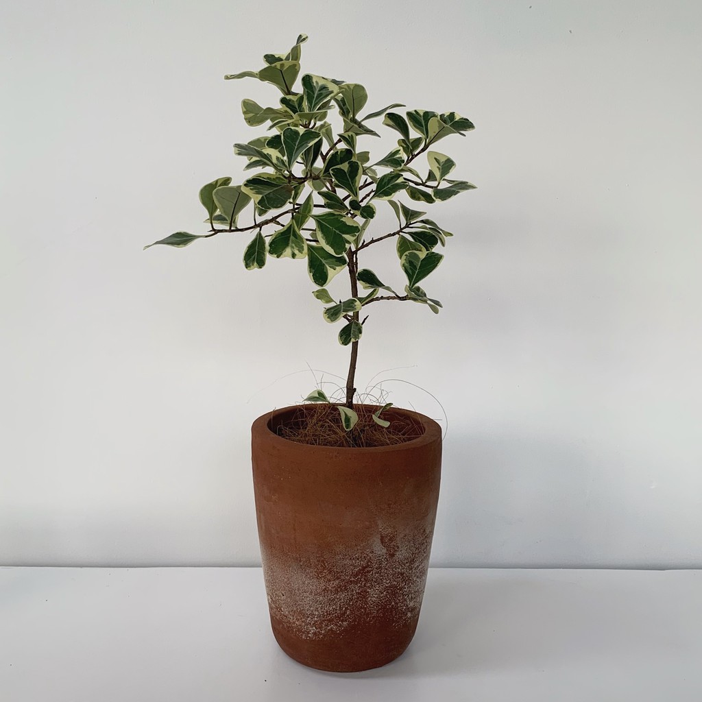 Jual Tanaman Ficus Triangularis Variegata | Shopee Indonesia