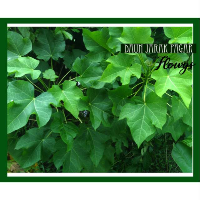 Jual Daun Segar Jarak Pagar 100gram Indonesia|Shopee Indonesia
