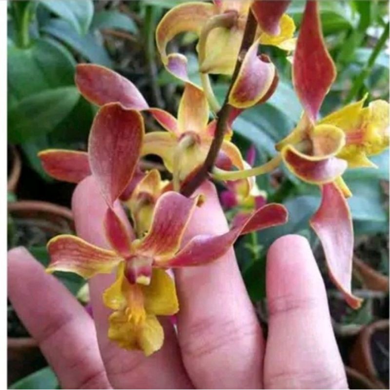 Jual Pohon Anggrek Dendrobium Keriting Burana Horn Dewasa Siap Spike ...