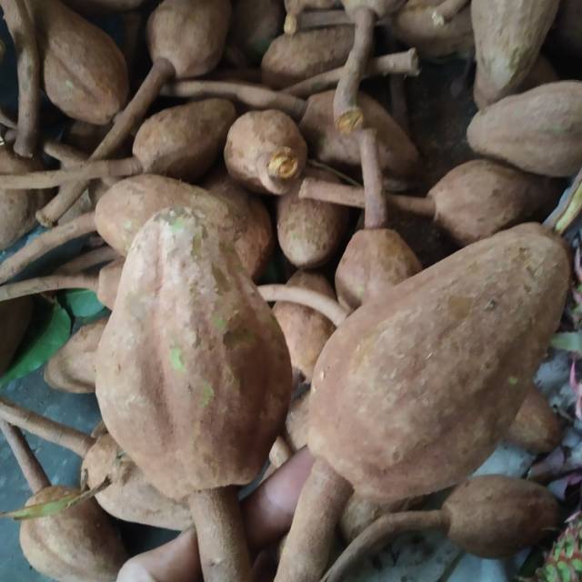 Jual Jual buah mahoni atau swietenia mahagoni)segar pres ter murah ... Jual Jual buah mahoni atau swietenia mahagoni)segar pres ter murah ...