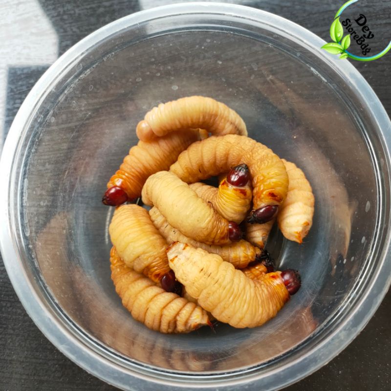 Jual Jual Ulat Sagu Gendon Per 51 Ekor kondisi hidip | Shopee Indonesia