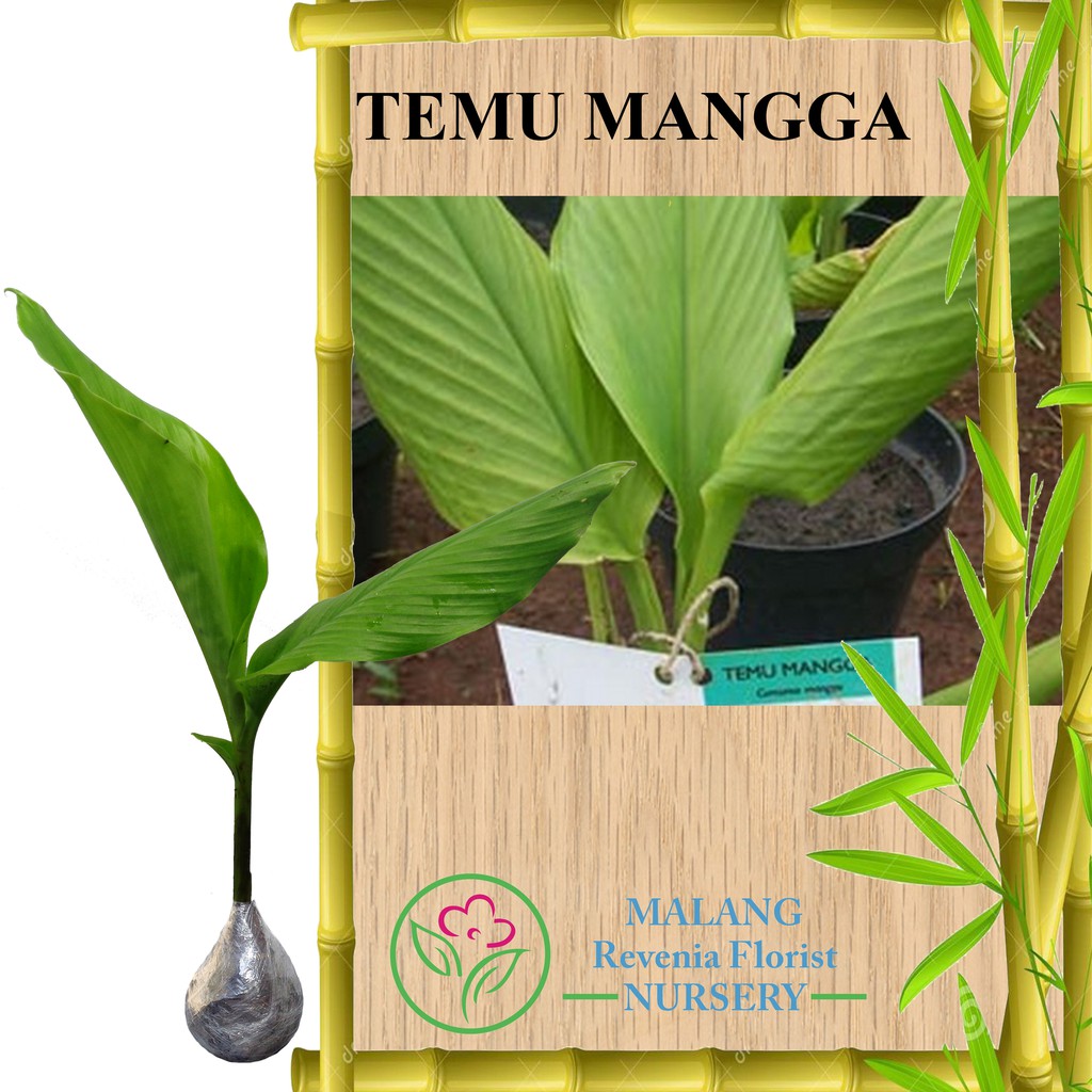 Jual Tanaman Temu Mangga ( Tinggi 30-40 cm ) Indonesia|Shopee Indonesia