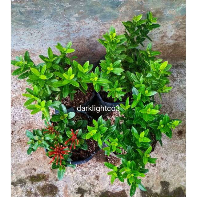 Jual Tanaman Hias Bunga Asoka Merah - Bunga Soka Merah | Shopee Indonesia
