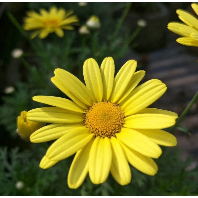 Jual Bunga Daisy kuning / Desi bunga kuning | Shopee Indonesia