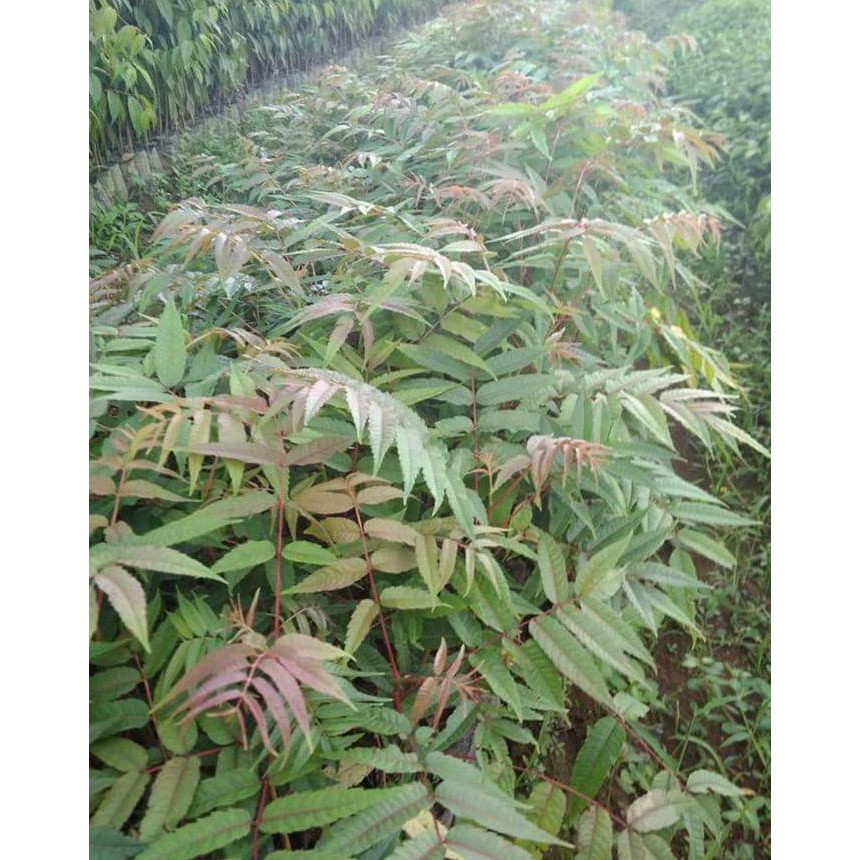 Jual Terbaik! 5 Ons Benin Biji Kayu Pohon Suren Surian Kw+ | Shopee ...