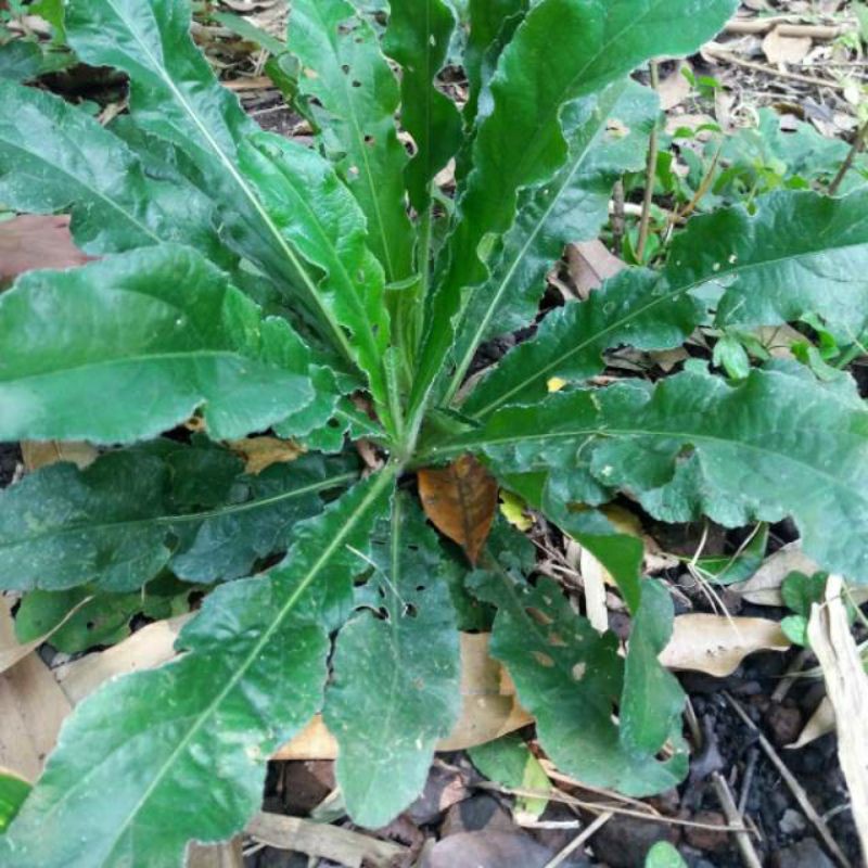 Jual Tanaman hias Herbal tapak liman termuah tanaman 1 pohon bukan daun ...