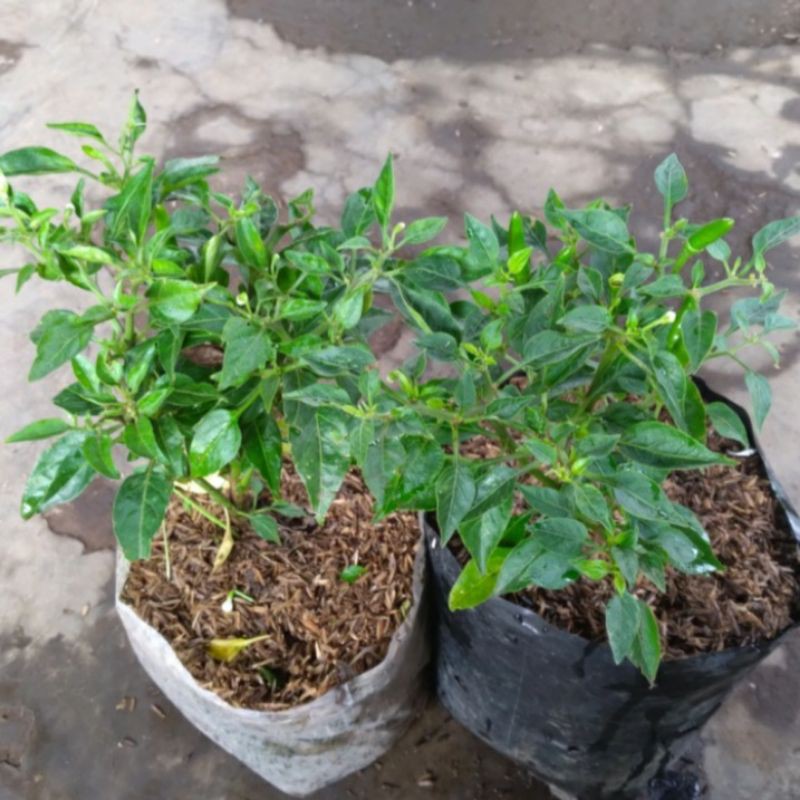 Jual Tanaman Cabai Rawit Hijau Cabe Ijo | Shopee Indonesia