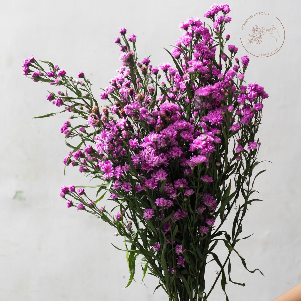 Jual Bunga PIKOK POTONG Segar warna UNGU tumpuk MURAH(1Ikat isi 10 ...