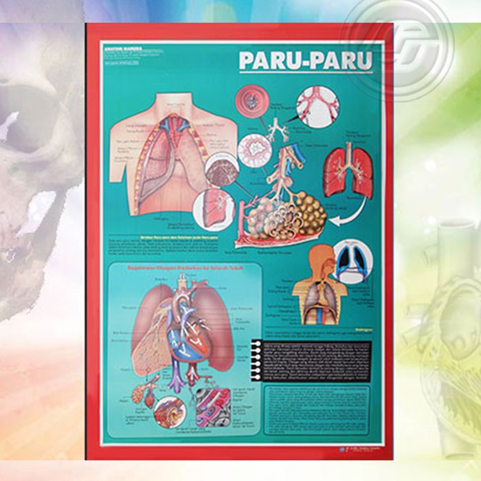 Jual Poster Anatomi Manusia Paru-paru | Shopee Indonesia