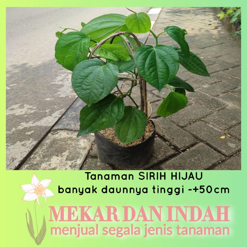 Jual TANAMAN HERBAL SIRIH HIJAU / IJO, daun sirih ijo/hijau | Shopee ...