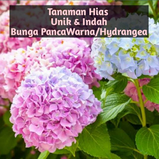 Jual Bibit bunga pancawarna/Hydrangea/hortensia Indonesia|Shopee Indonesia