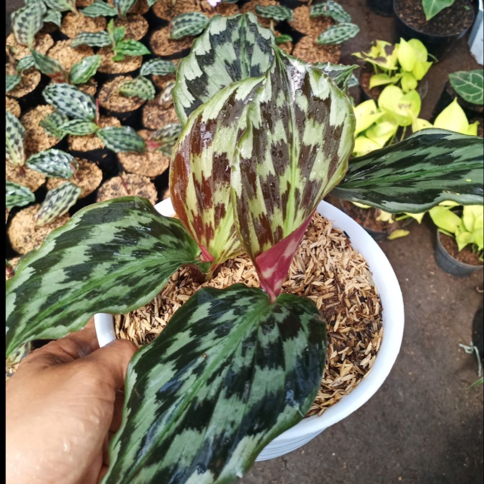 Jual tanaman hias calatea merak / meranti merak / kencur merak / pohon ... Jual tanaman hias calatea merak / meranti merak / kencur merak / pohon ...