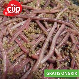 Jual Cacing tanah obat herbal alami untuk tipes tifus typhus | Shopee ...