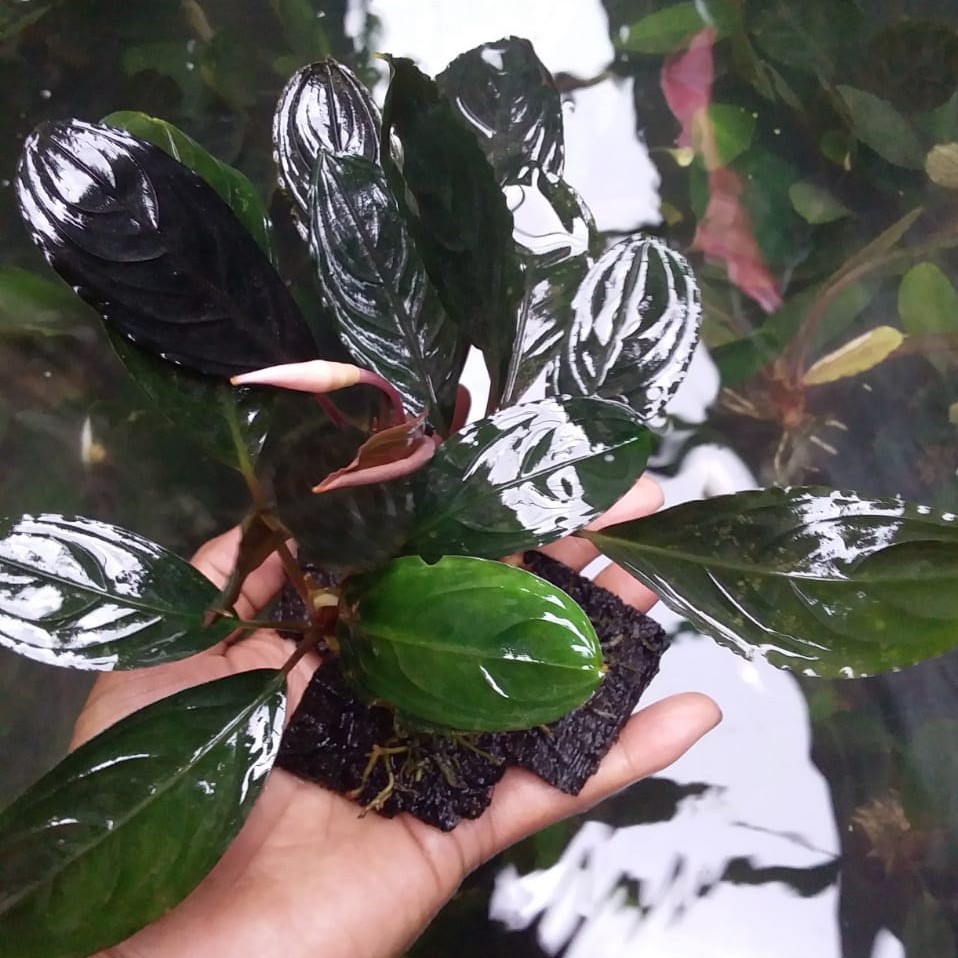 Jual Bucephalandra Skeleton King Dark Achilles Buce SK - Tanaman ...