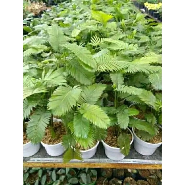 Jual Jernang Palem rotan paris mini Tanaman hias | Shopee Indonesia