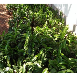 Jual Pohon Anggrek Dendrobium Buttercup Sudah Spike | Shopee Indonesia