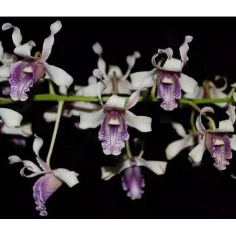 Jual Anggrek Dendrobium Knop Stratiotes - tanama hidup - tanaman murah ...