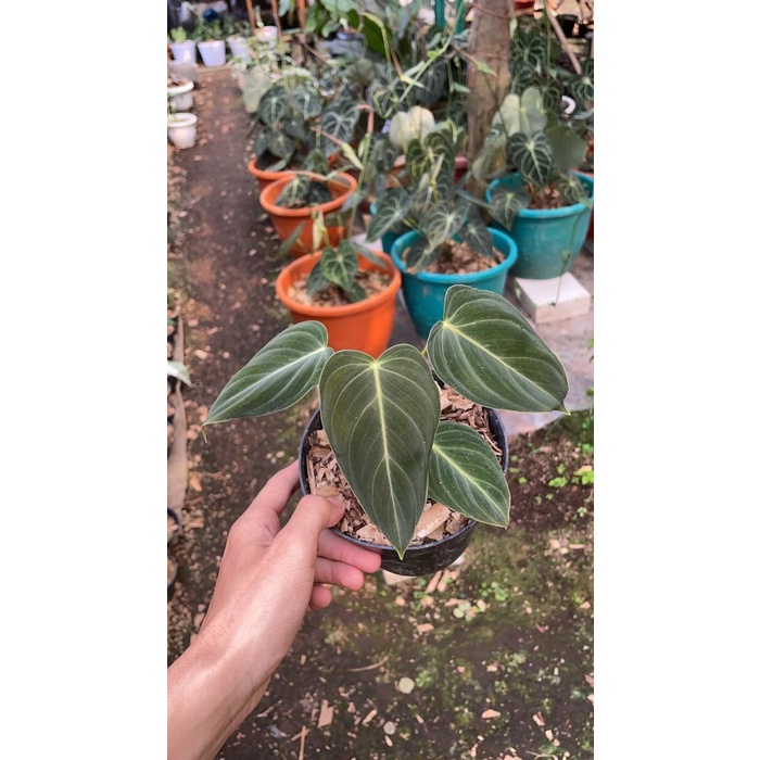 Jual Tanaman Hias Melano | Shopee Indonesia