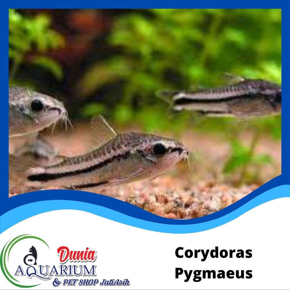 Jual Corydoras Pygmy Pygmaeus Ikan Hias Pembersih Aquascape | Shopee ...