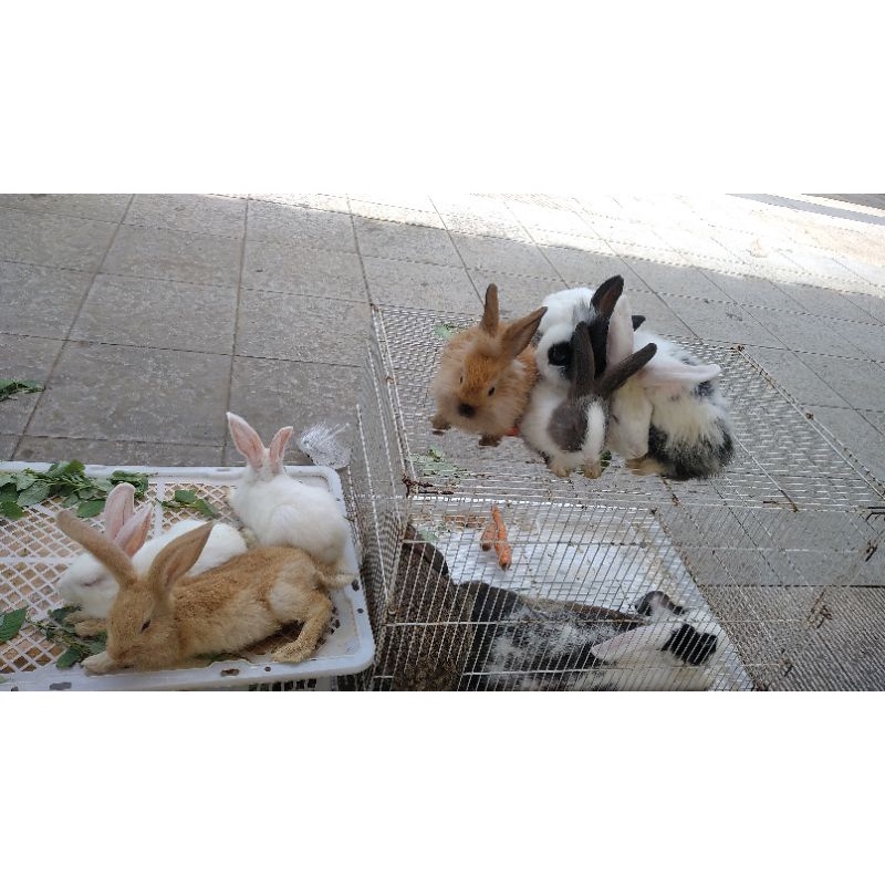 Jual kelinci lokal & hias | Shopee Indonesia