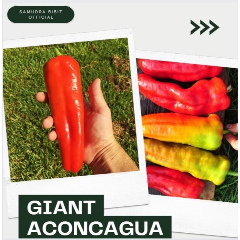 Jual 2 Benih Cabe Jumbo Giant Aconcagua Bibit Tanaman Cabai Hias ...