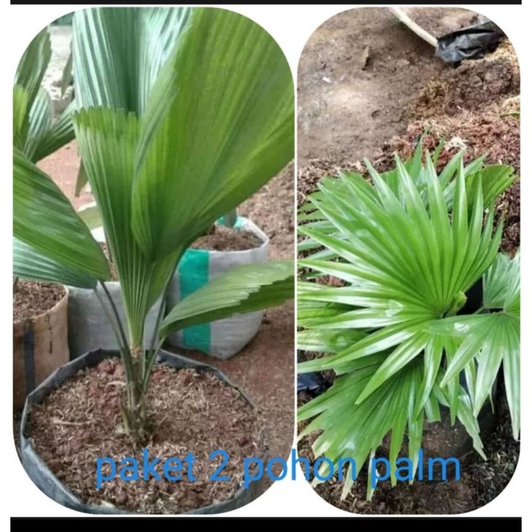 Jual paket 2 tanaman palem Sadeng dan palem kol bintang | Shopee Indonesia