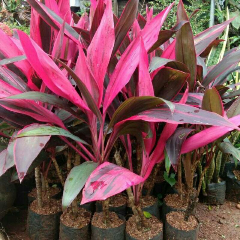 Jual Pohon Hanjuang-Pohon Andong Merah | Shopee Indonesia
