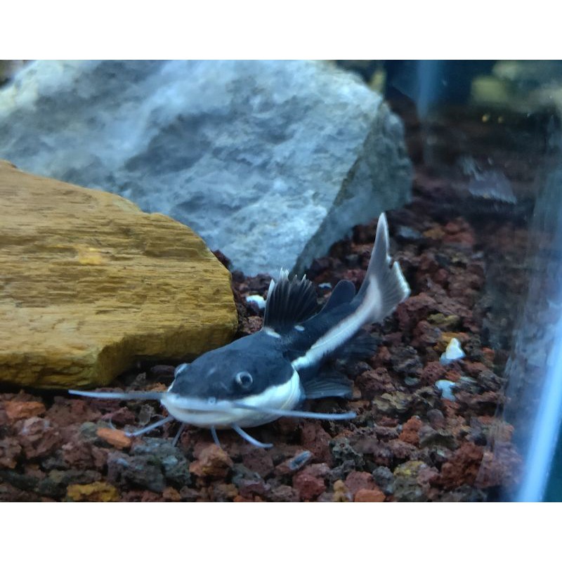 Harga ikan lele catfish Terbaru Apr 2025 | BigGo Indonesia