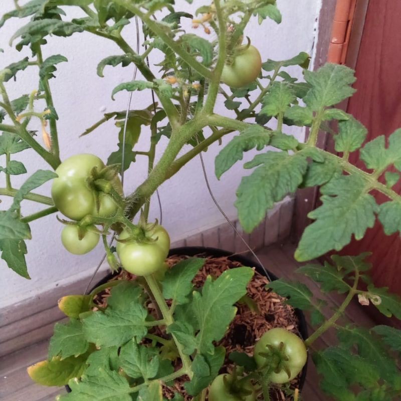 Pohon Tomat Dalam Pot