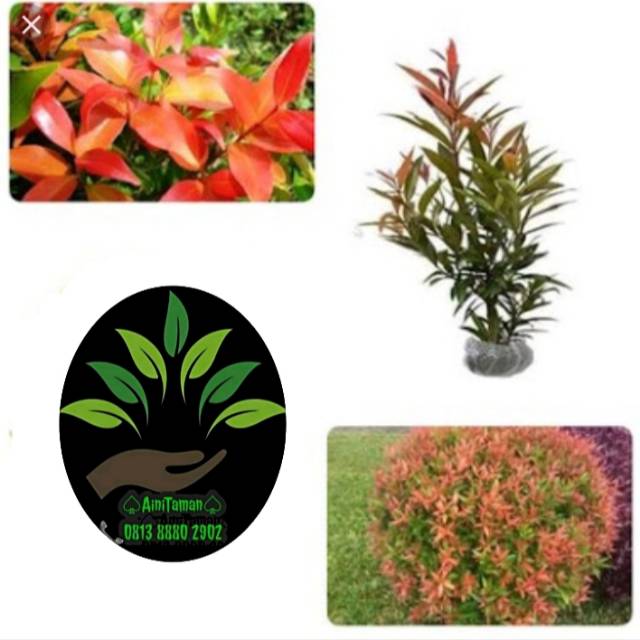 Jual Bibit Pohon Pucuk Merah - Pucuk merah (Syzygium oleana) | Shopee ...