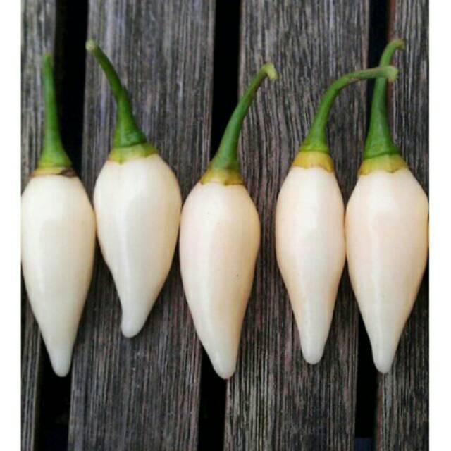 Jual [ Paket Isi 10 Seed ] Benih - Biji - Bibit Cabe Hias Cabe Putih ...