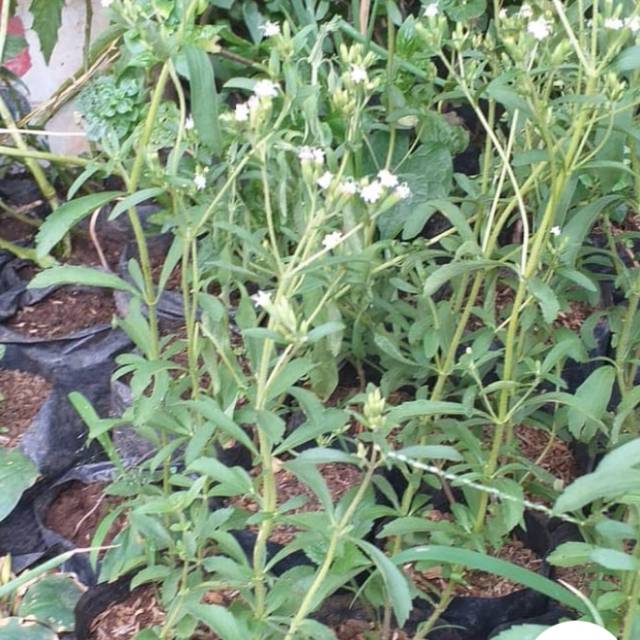 Jual Pohon Stevia / Benih Herbal / hiasan taman | Shopee Indonesia