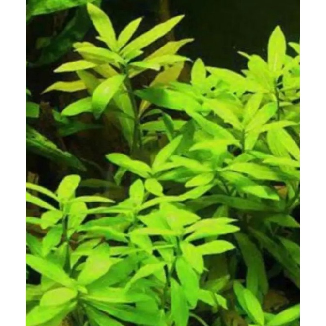 Jual Hygrophila polysperma green | Shopee Indonesia