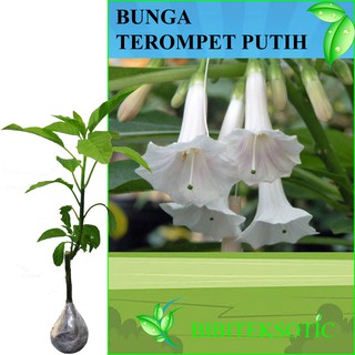 Jual Tanaman Bunga Terompet Putih | Shopee Indonesia